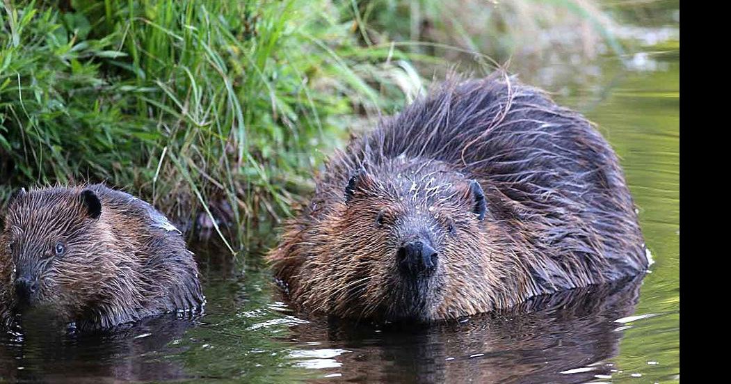Protect Our Wildlife awarded $40,000 to promote beaver coexistence ...
