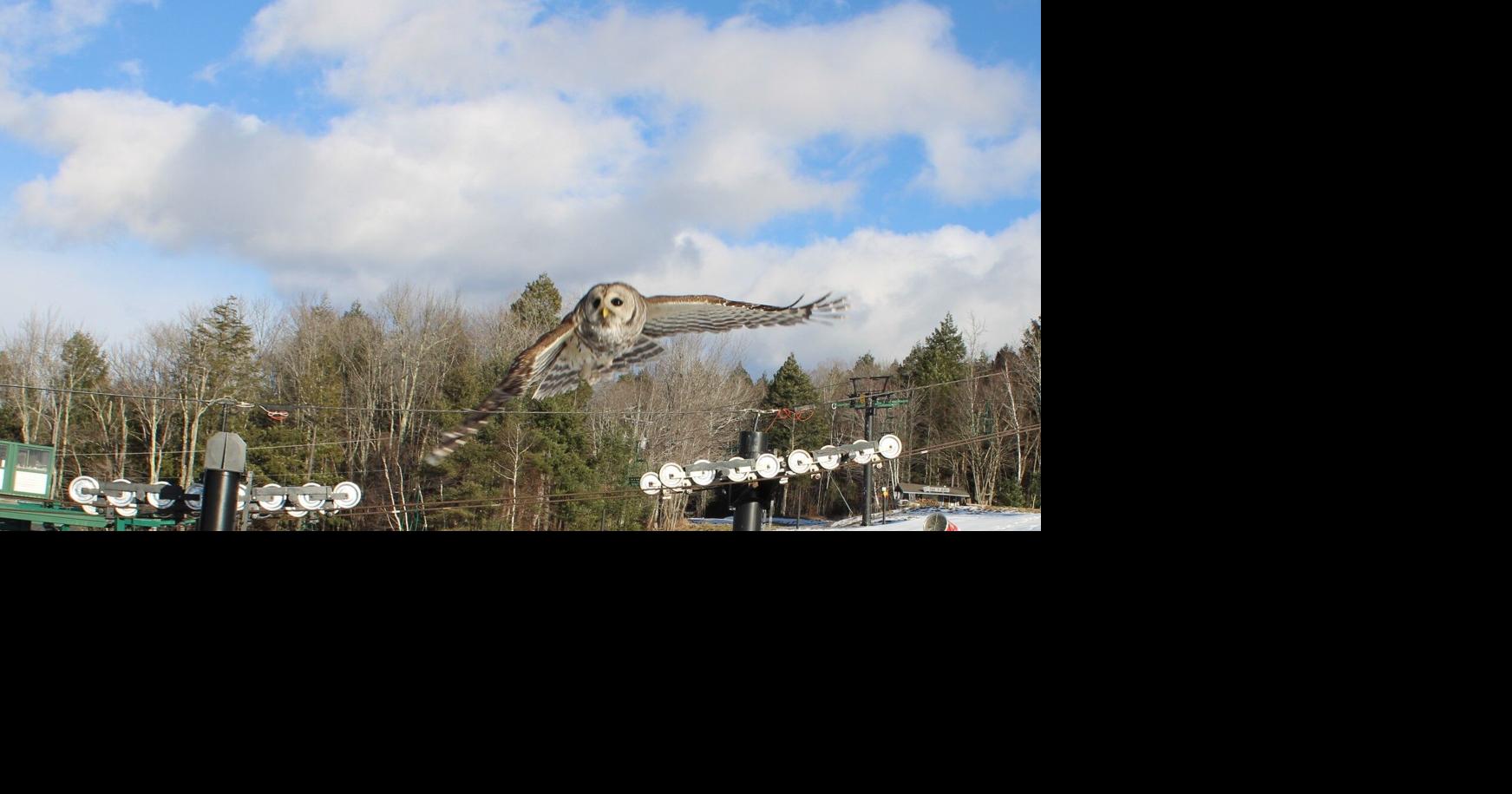 Tom the owl recovered, makes return to wild | Local News ...
