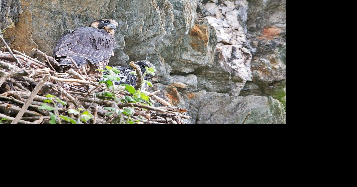 Peregrine falcon nesting season complete | Archives | benningtonbanner.com