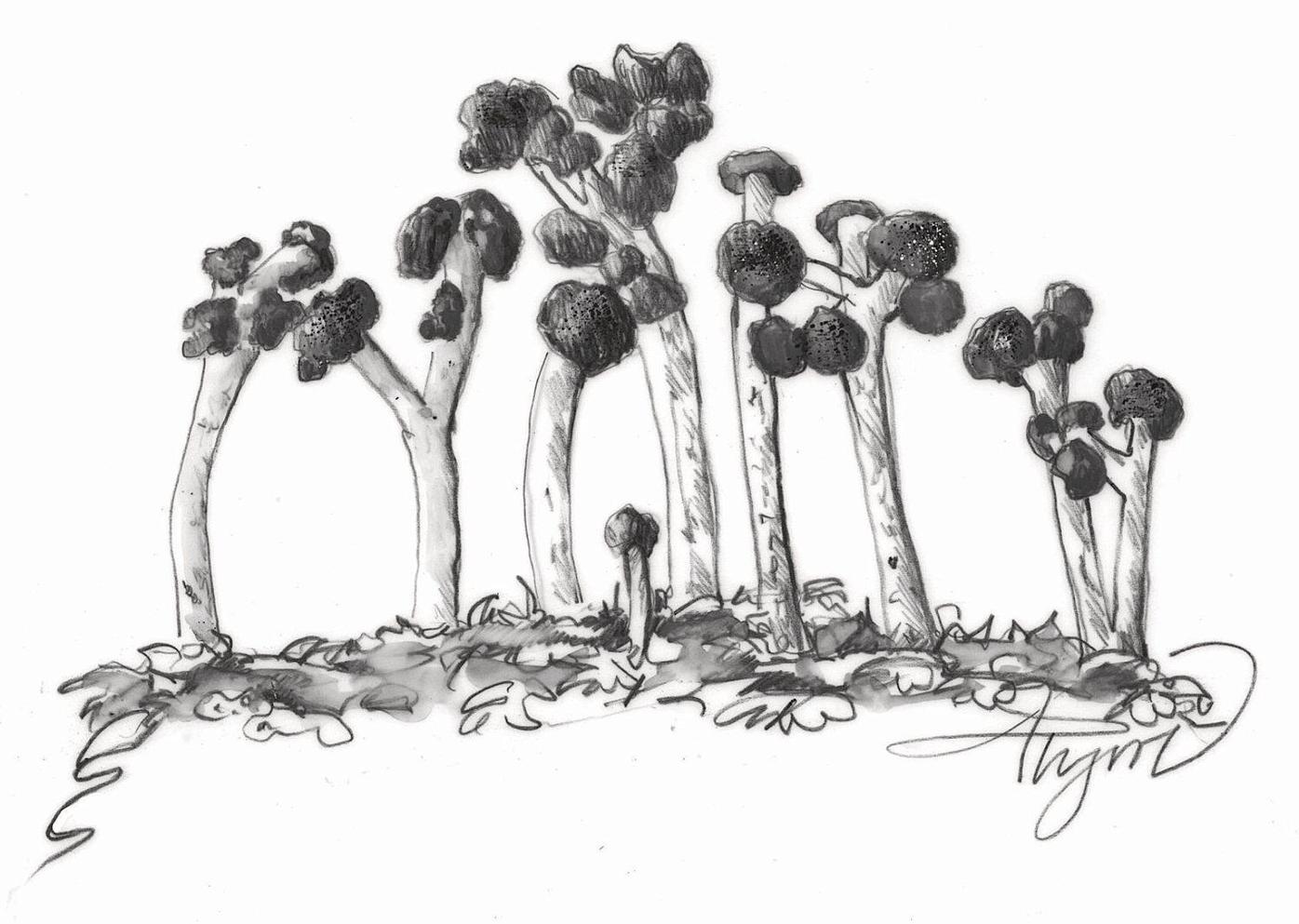 Lichen Drawing