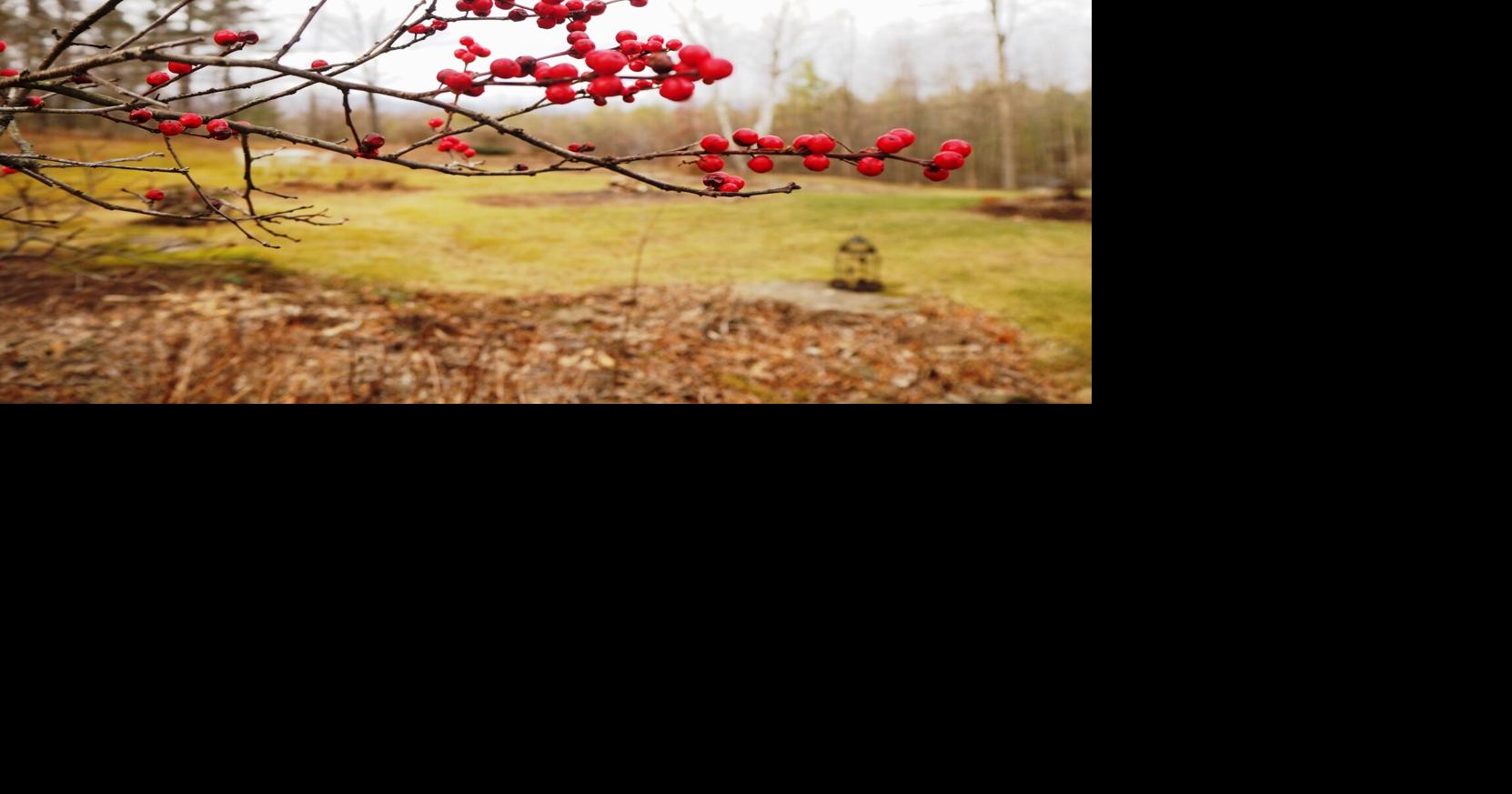 red berry fruit tree