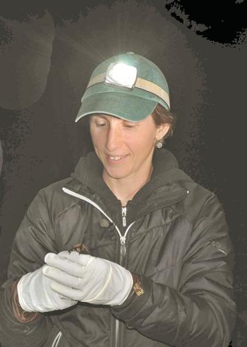 Protecting Vermont's bats from COVID-19 | | benningtonbanner.com