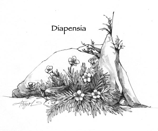 The Outside Story: Climbing into the Alpine Zone | Outdoors ...