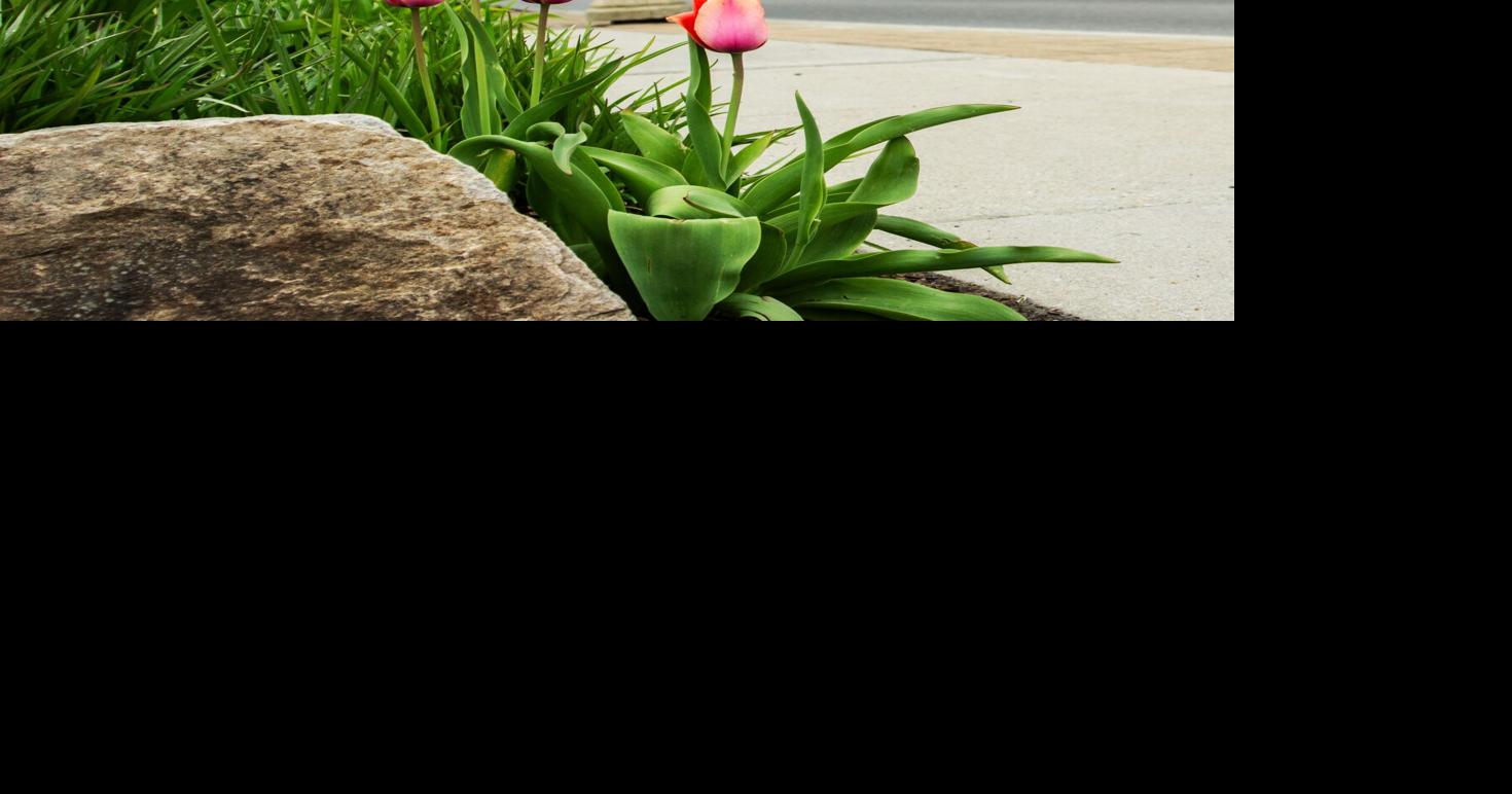 Spring sprucing coming to bear | | benningtonbanner.com