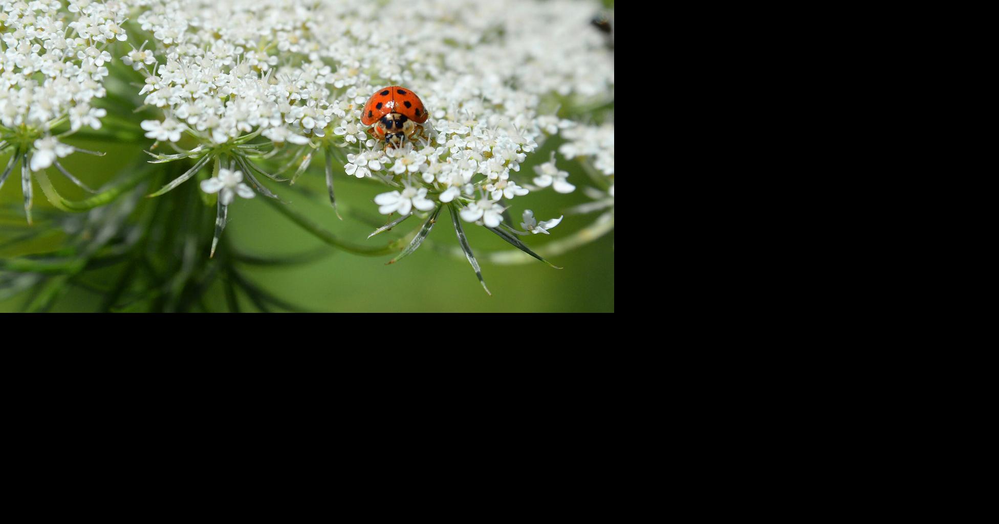 Learn about beneficial insects, release ladybugs into the wild, with ...