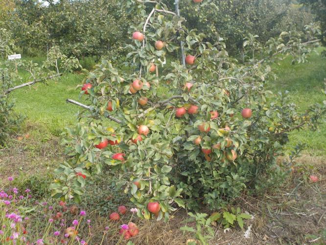 Henry Homeyer | Notes from the Garden: Growing good apples without ...