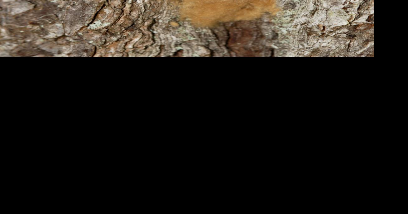 What to Do if You See a Spongy Moth (or Its Very Hungry Caterpillars ...