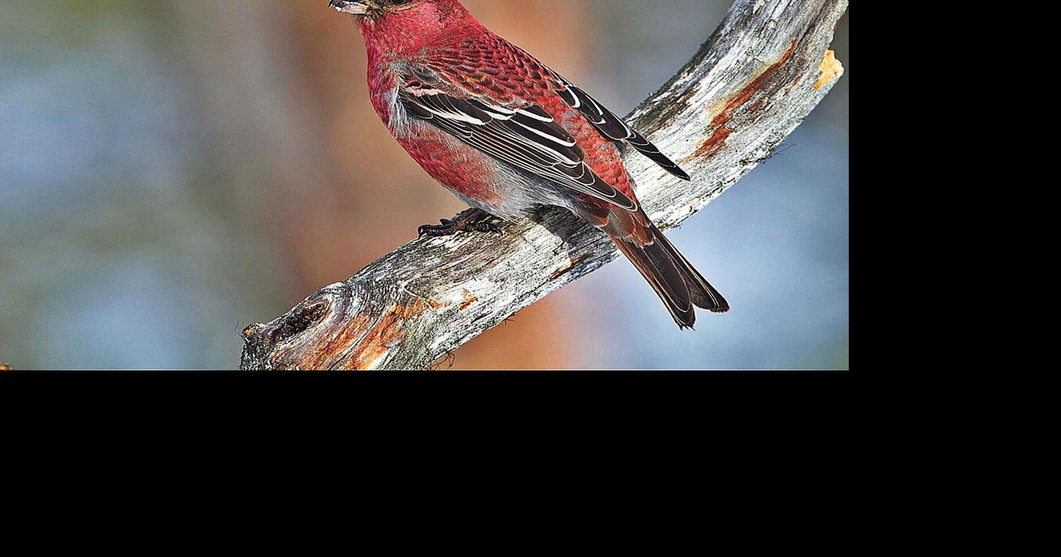 Thom Smith | NatureWatch: Readers recap what they learned this year ...
