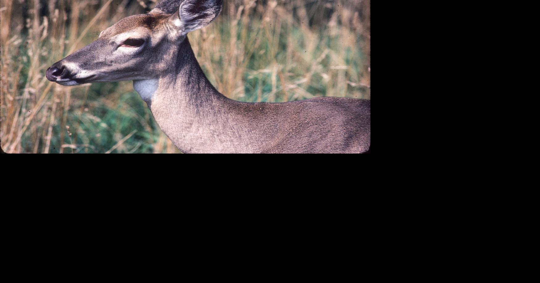 Vermont muzzleloader antlerless deer permit winners announced ...