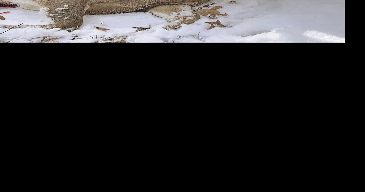 A successful year for Vermont deer hunters in 2020 | Outdoors ...