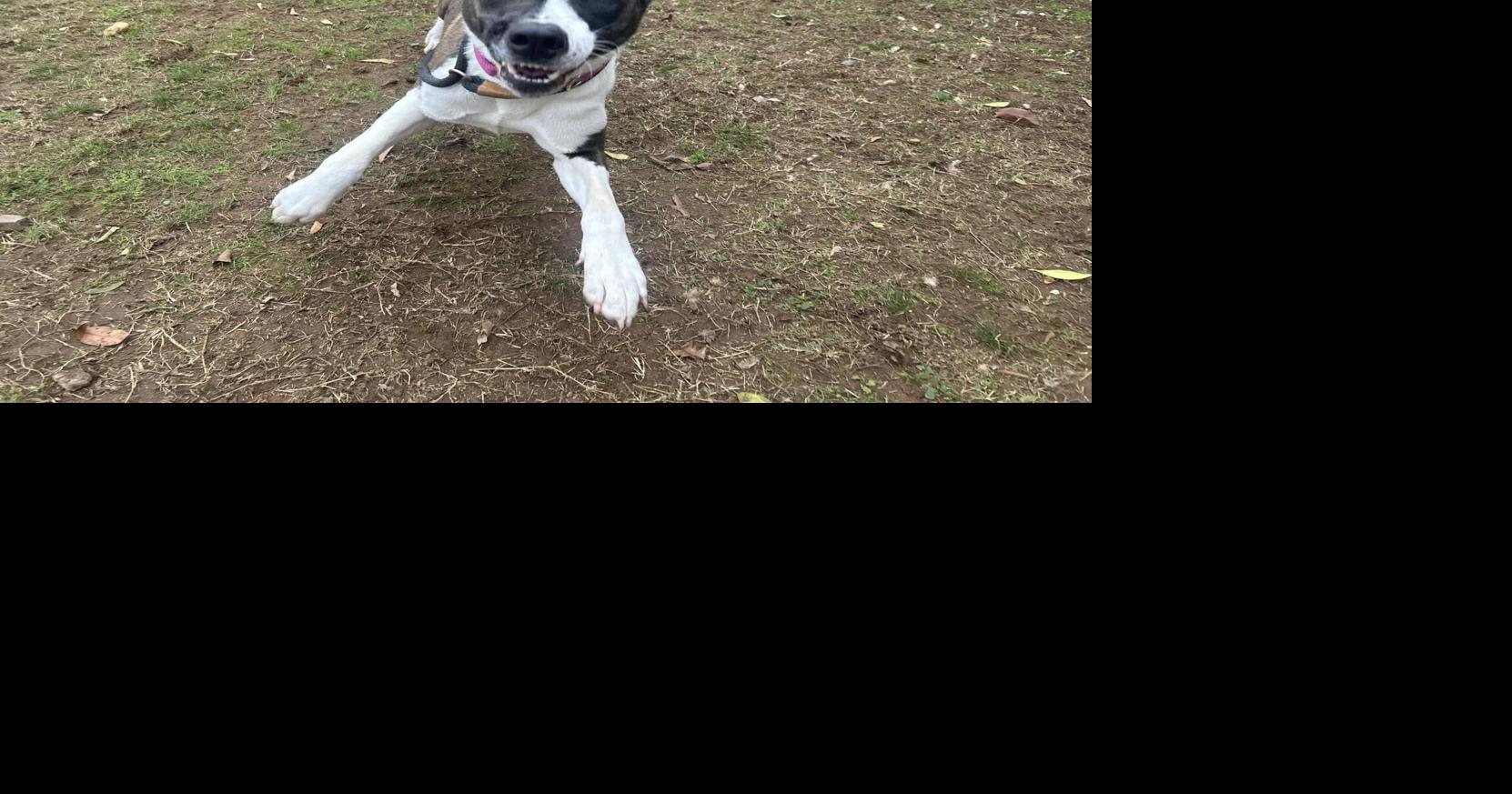 Benton Animal Services has increase of adoptions with online campaign ...