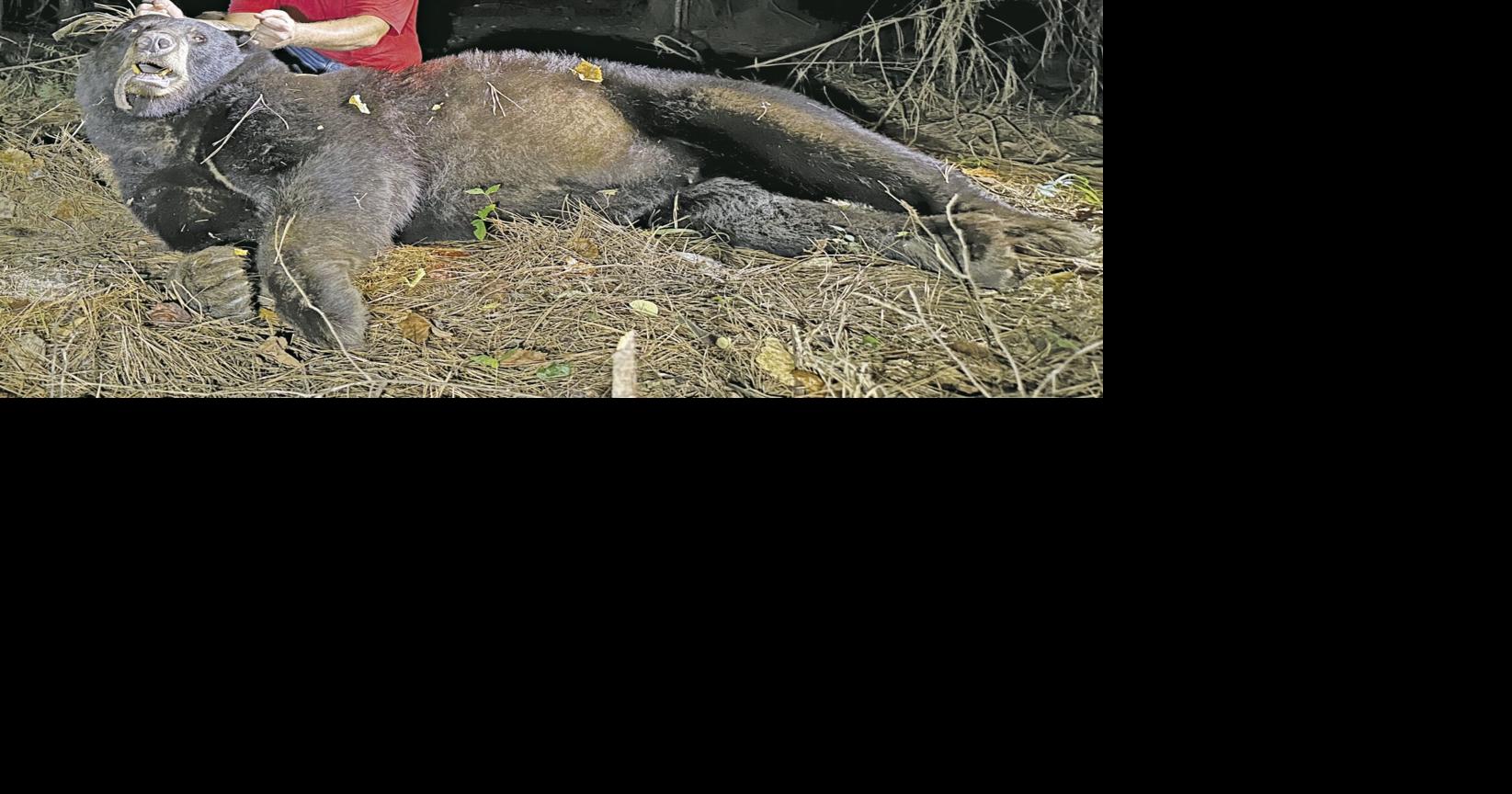 Benton man bags 600-pound black bear | News | bentoncourier.com