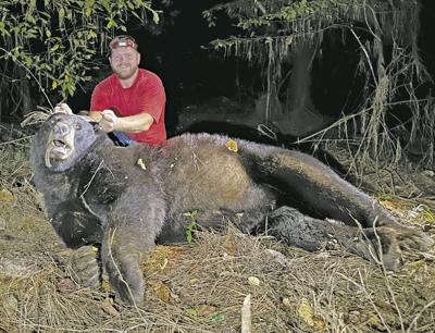 largest black bear killed