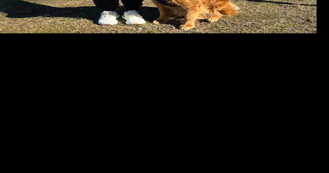 Four-legged therapist Archie popular at Bryant Junior High ...