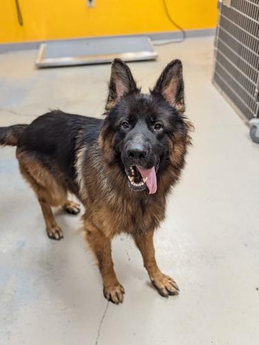 Bryant Animal Control hosts toy and treat drive | News | bentoncourier.com