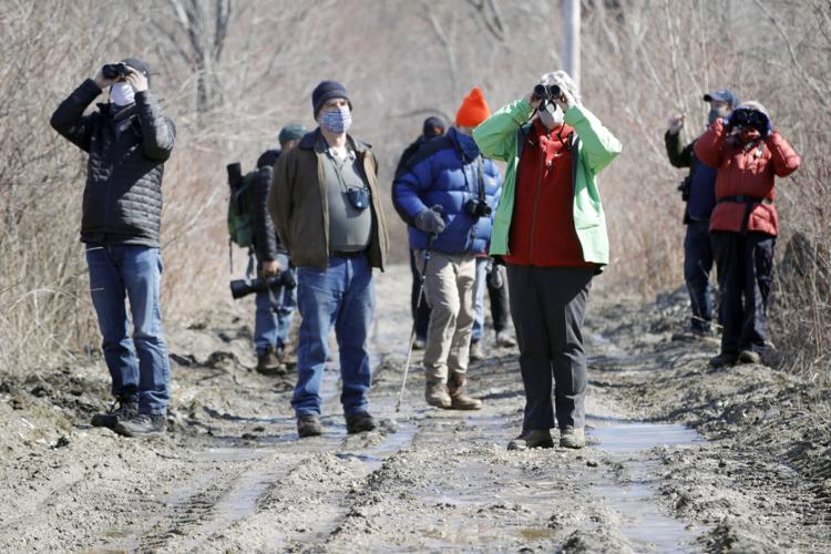 Photos: First Day of Spring Bird Watching | Multimedia | berkshireeagle.com