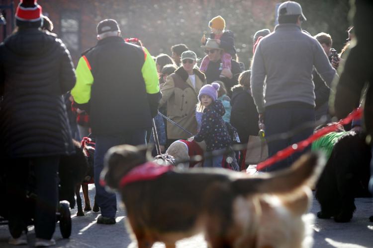 Photos: Annual Reindog Parade in Williamstown | Multimedia | The ...