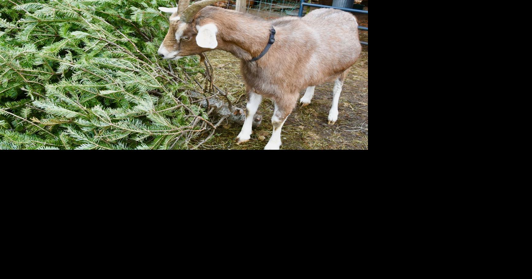 For farms' goats, another post-holiday nosh in their belts | Local News ...