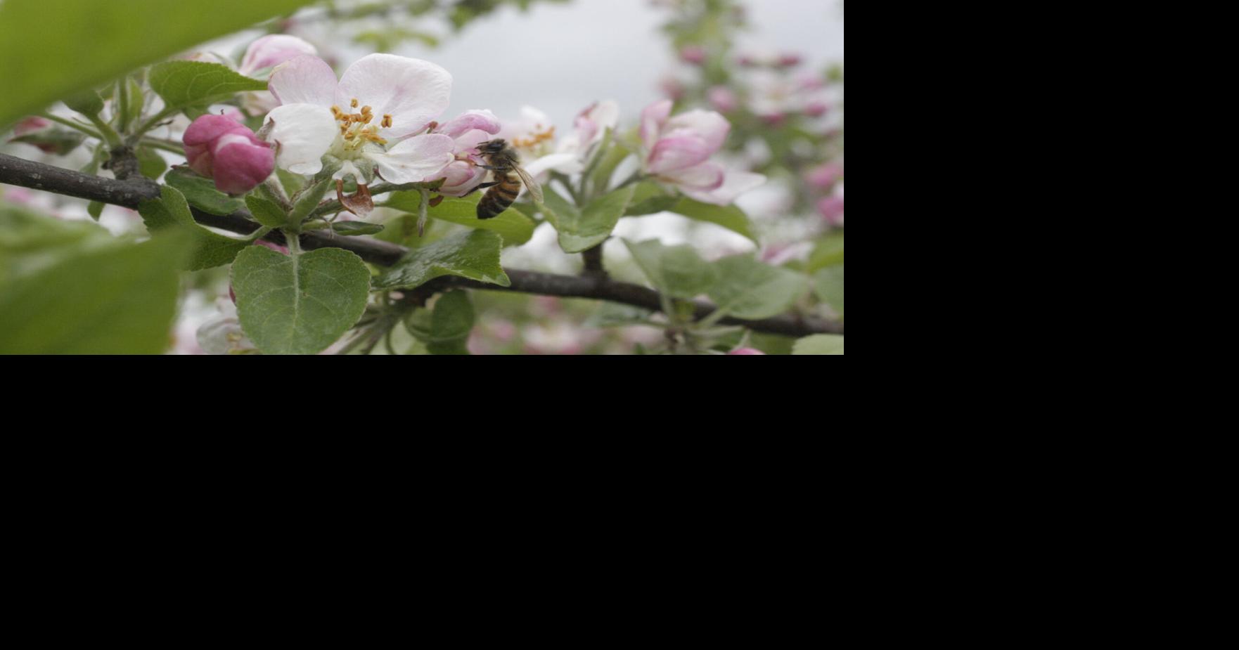 'Fire blight' bacteria a new challenge for apple trees in the Northeast ...