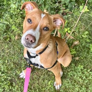 Pittsfield: Humane Society to waive adoption fees of adult dogs ...