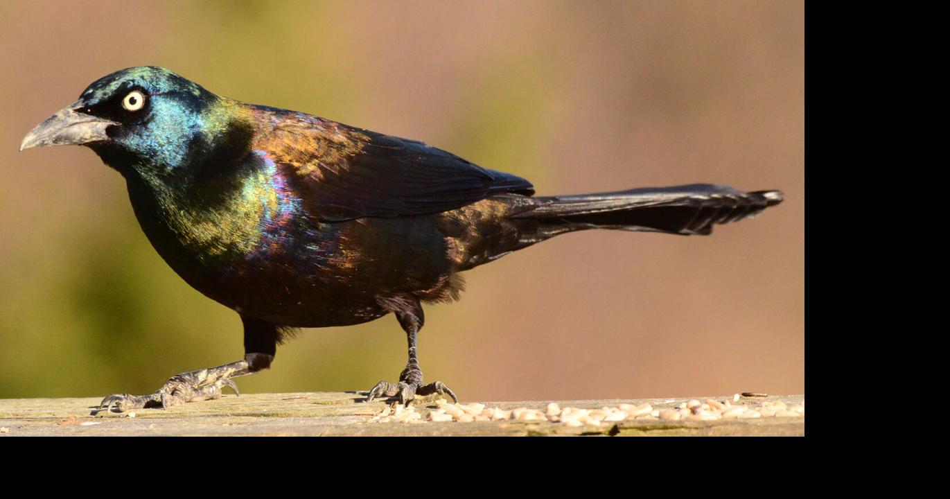 common grackle