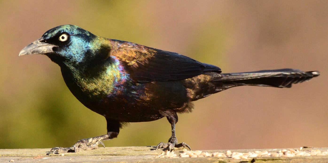 grackle bird