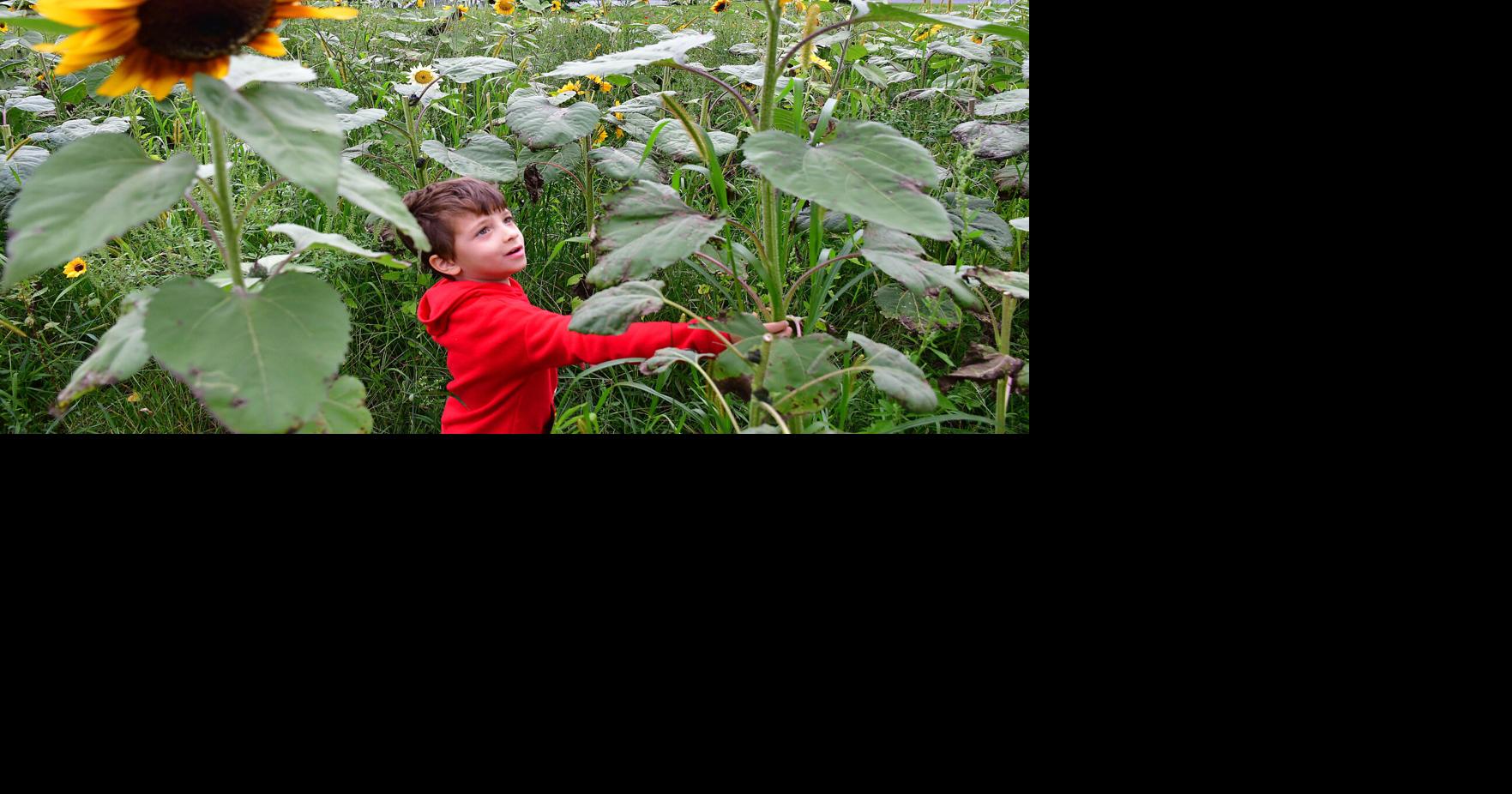 Photos: Picking Flowers at Second Drop Farm in Lanesborough ...