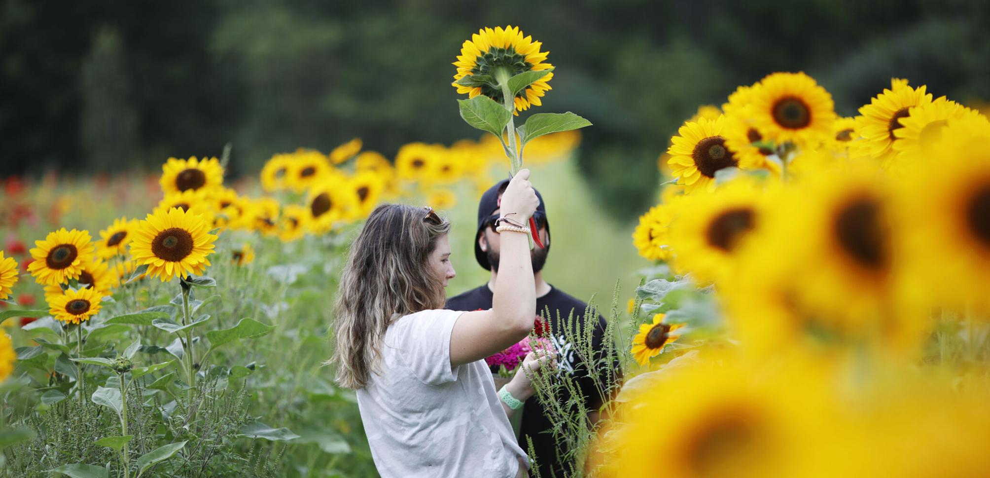 Photos: Picking Flowers at Second Drop Farm | Multimedia ...