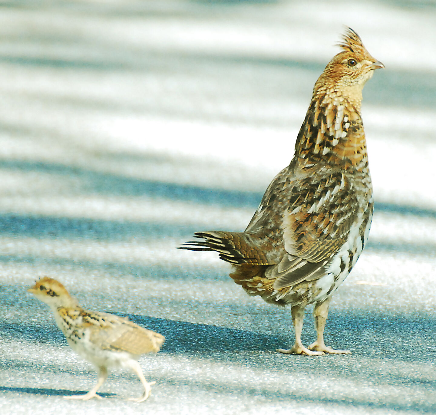 From childhood crafts to field science, a birder’s passion takes flight ...