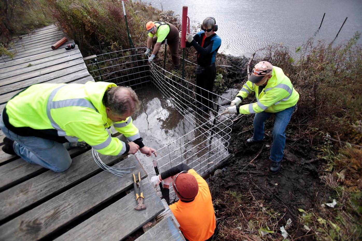 Pittsfield solves beaver problem at Wild Acres pond humanely | Local ...