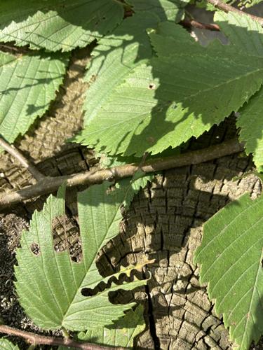 There's a new invasive insect gobbling up elm tree leaves in Berkshire ...