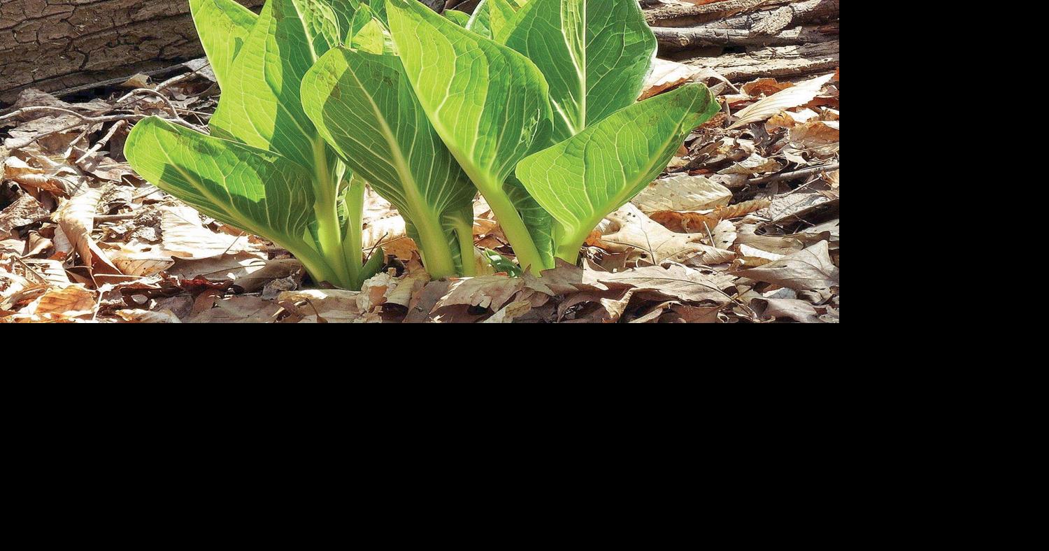 Thom Smith | Naturewatch: Nothing stinks - besides the smell - about ...