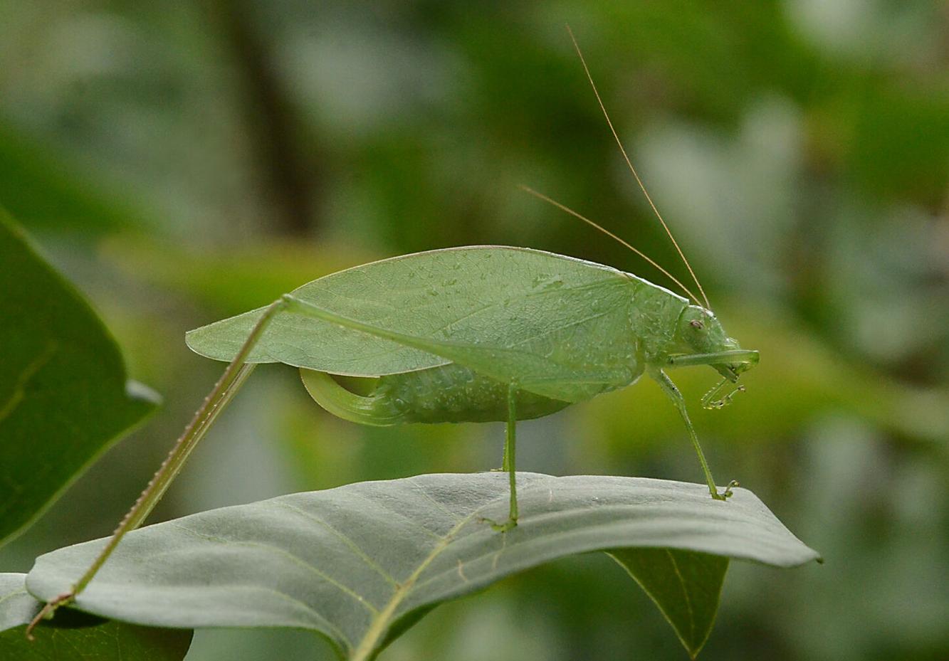 What's making that 'kay-tee-did' sound at night? The oblong-winged ...