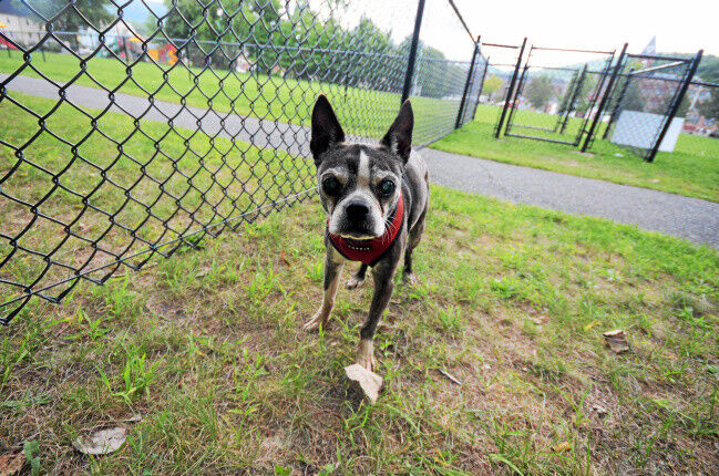 North Adams dog park: First users give tail-wagging good review ...