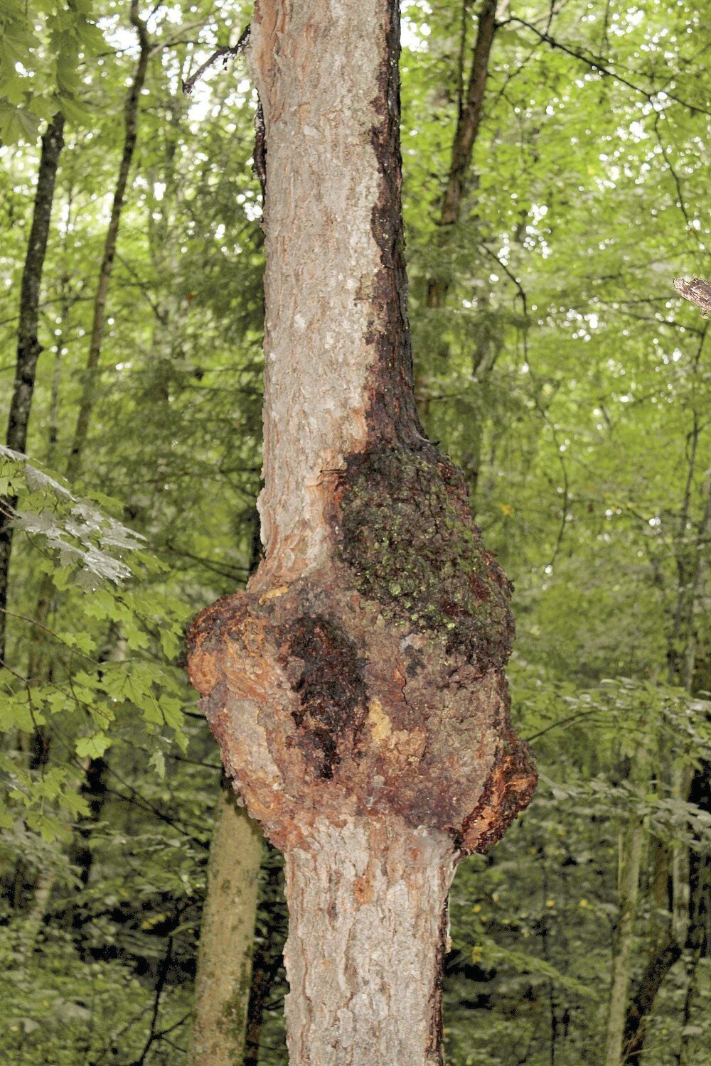 Thom Smith: Check black cherry trees for black knot fungus burls | Arts ...