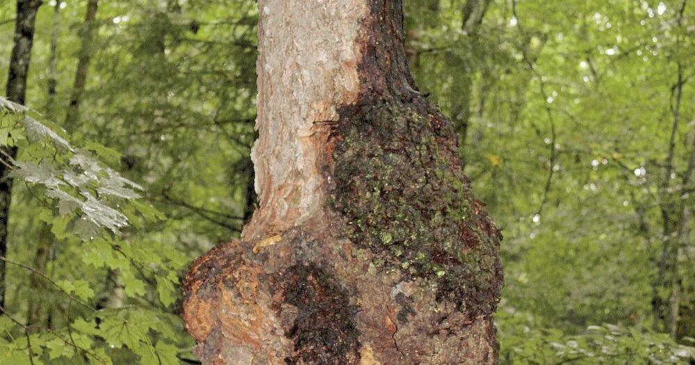 Thom Smith: Check black cherry trees for black knot fungus burls | Arts ...