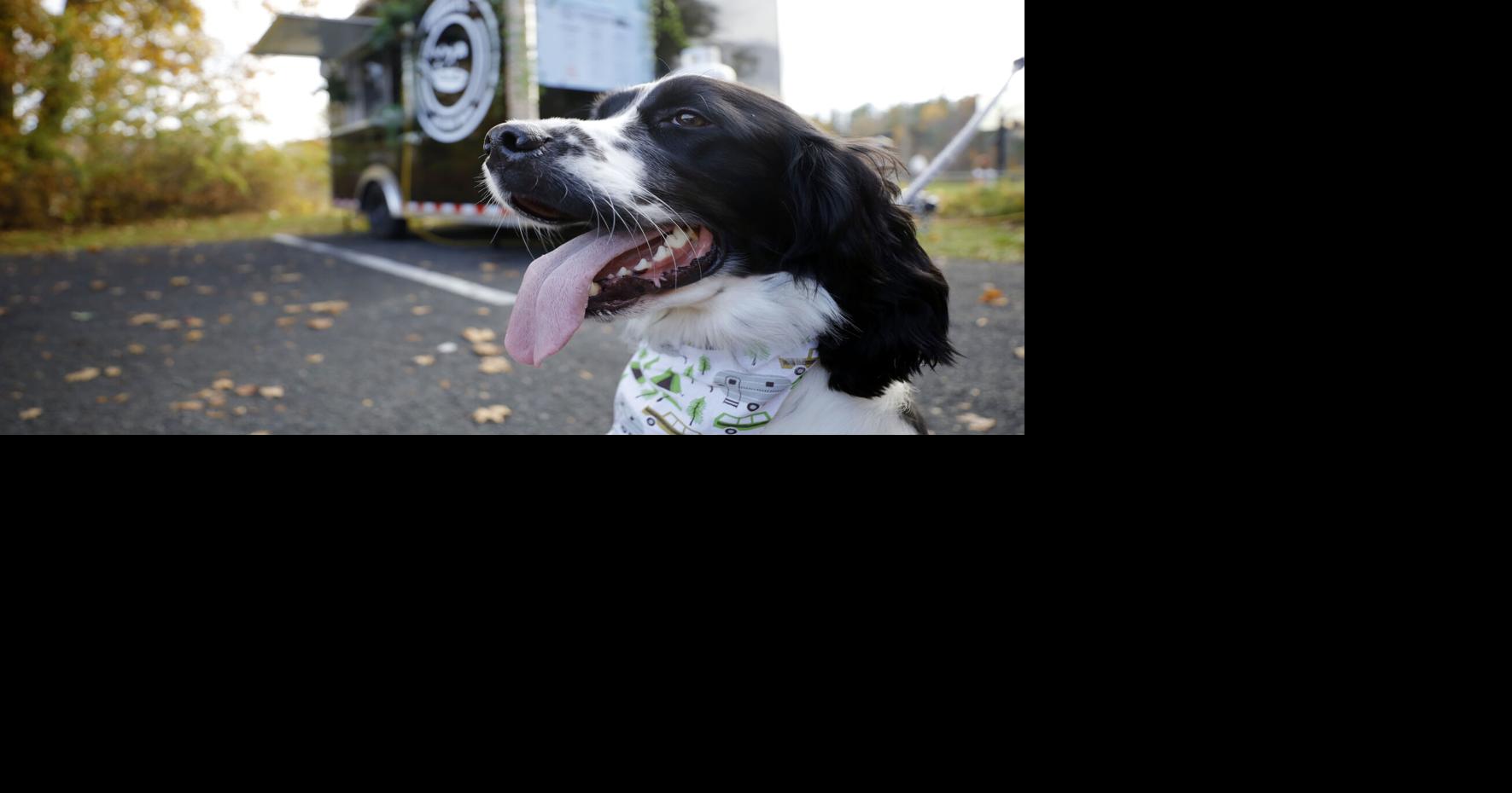 springer spaniel charlie in front of food truck | | The Berkshire Eagle