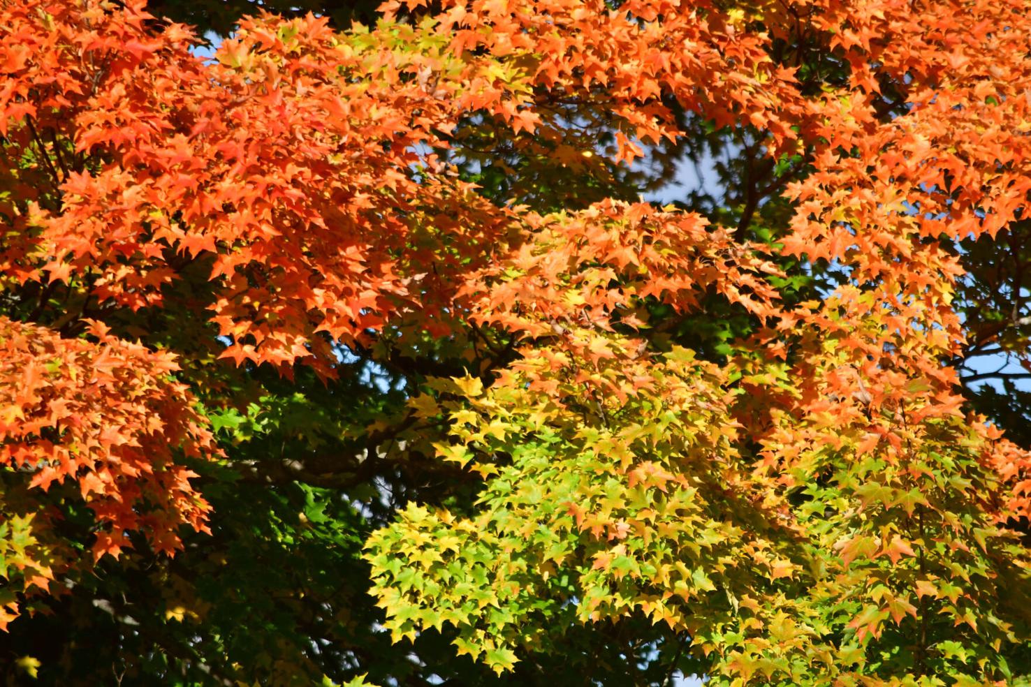 When will peak fall foliage come to the Berkshires? Here's what the ...