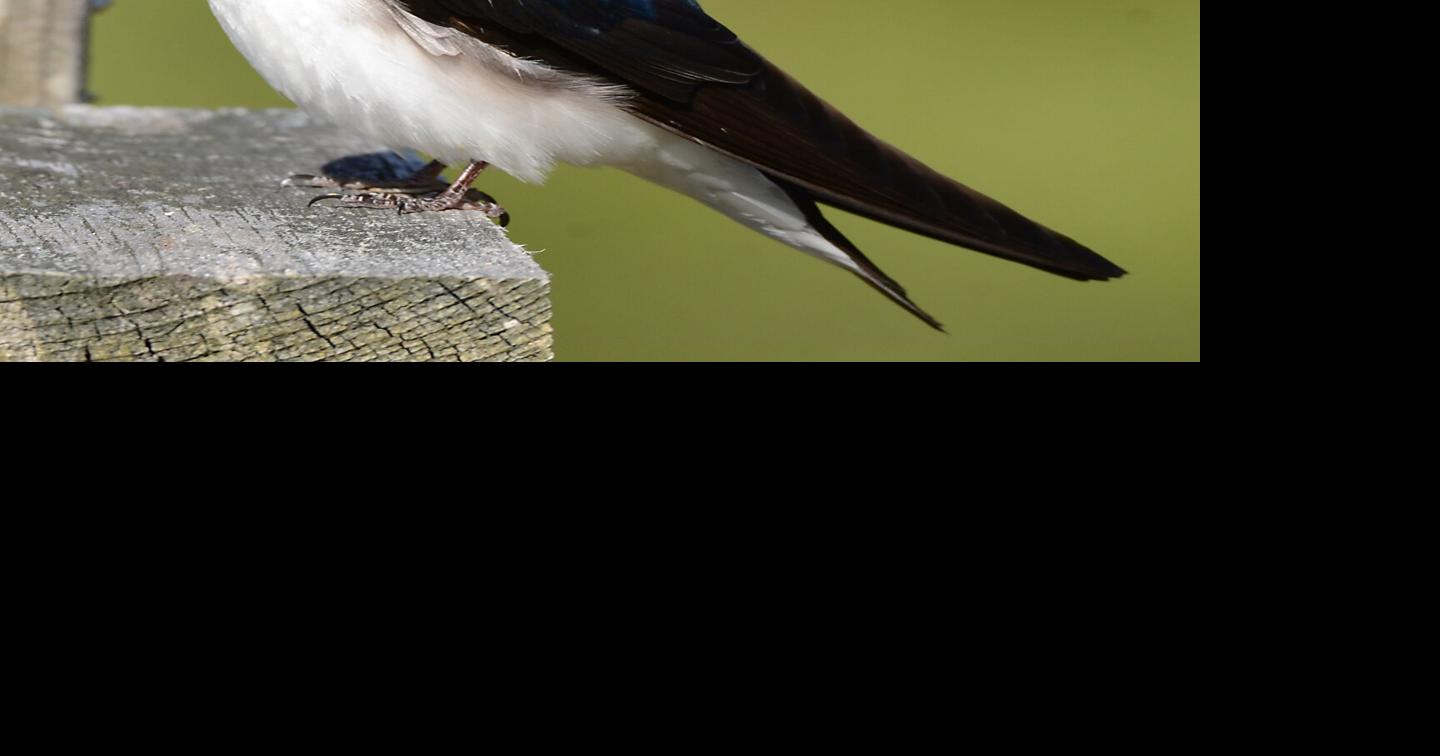 Some tree swallows migrate 2,000 miles to summer in the Berkshires ...