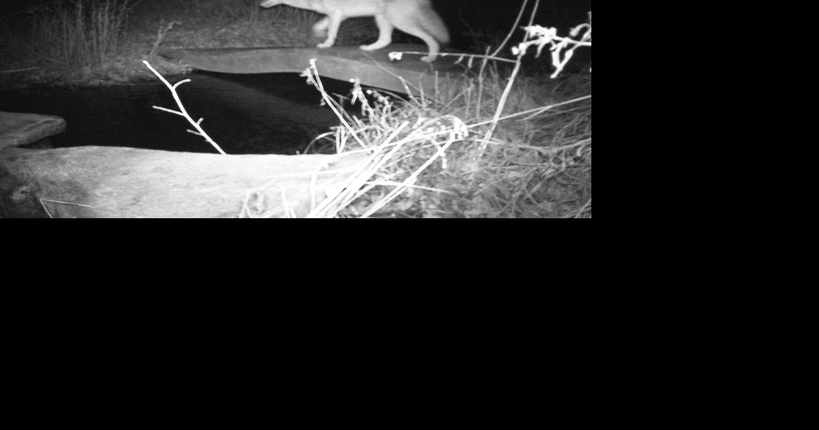 How one columnist made peace with her shrieking backyard coyotes ...