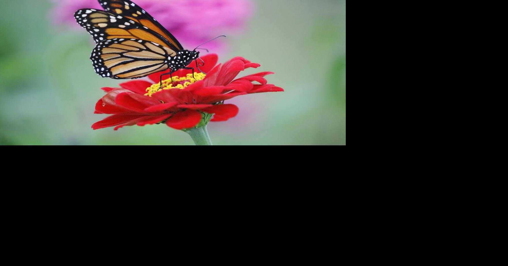 Ruth Bass: Threatened monarch is king of the butterflies | Columnists ...