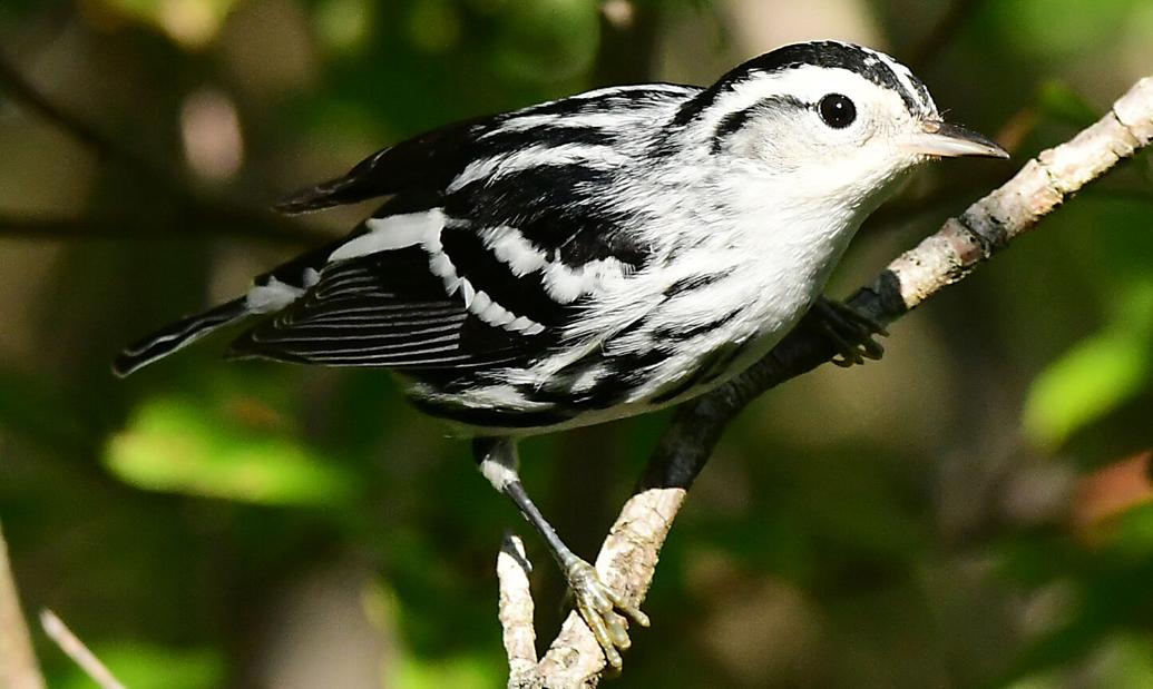 Black-and-white warbler sighting a highlight of fall migration | Arts ...