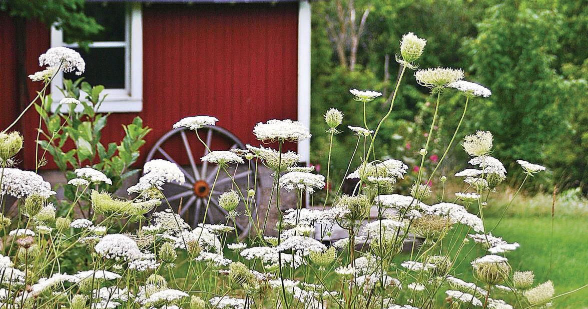 Thom Smith | Naturewatch: Queen Anne's Lace - a legend of fine ...