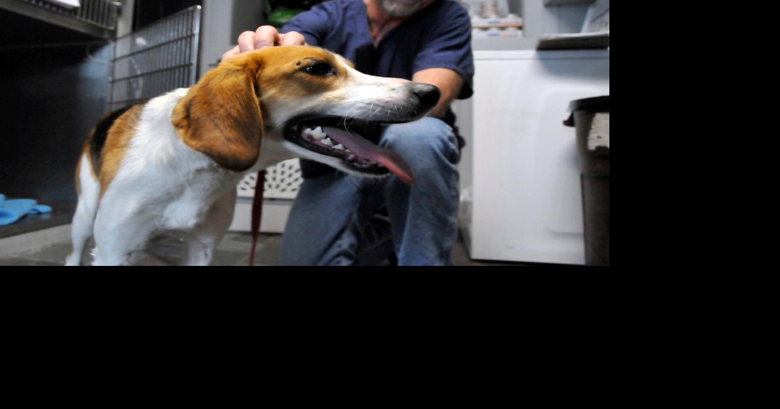 Long lost dog in safe hands after months in the Berkshire wild | Local ...