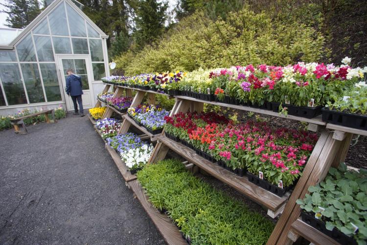 Photos: Naumkeag bulb show opens Thursday | Multimedia | berkshireeagle.com