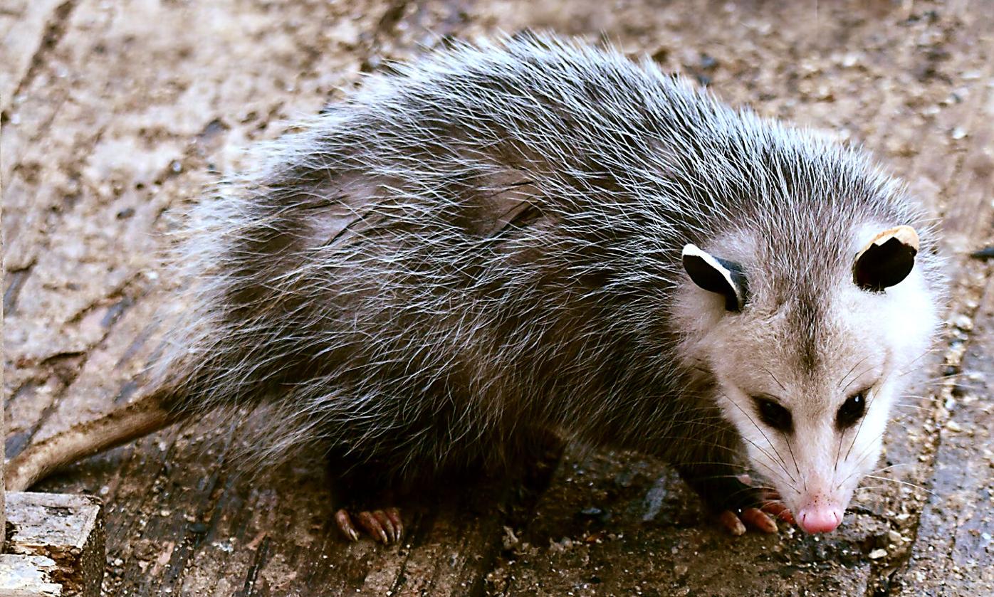 opossum pouch nipples