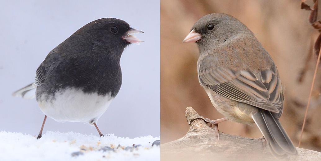 Dark-eyed juncos are the quiet winter regulars beneath your bird ...