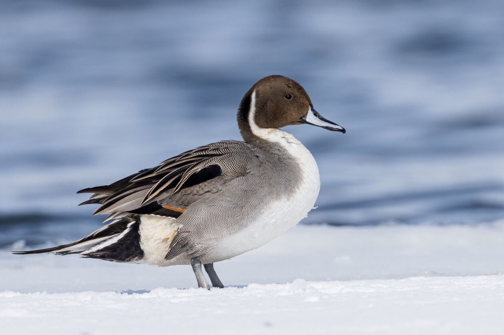 Winter thaw reveals northern pintails paddling through Papscanee Creek ...