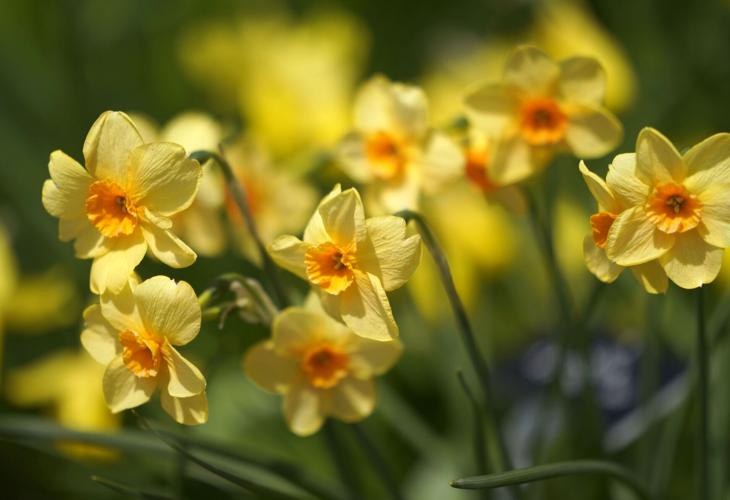 Photos: Signs of Spring at the Berkshire Botanical Garden | Multimedia ...