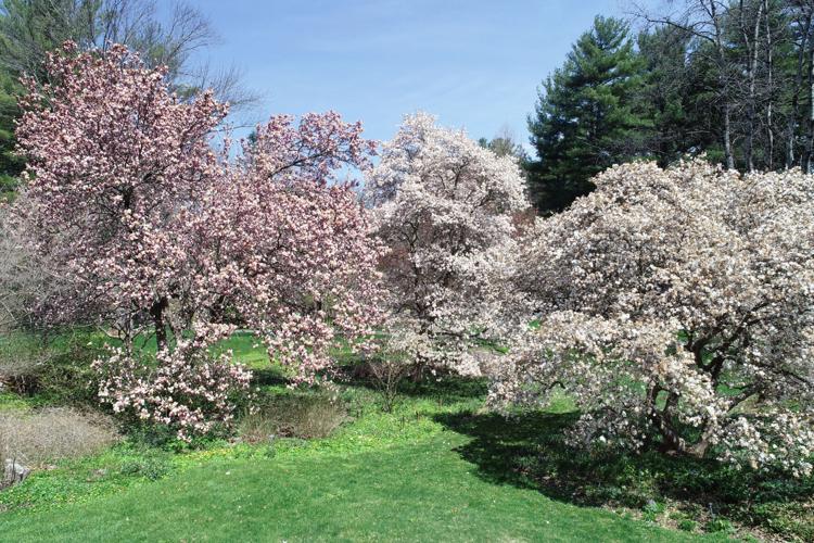 Photos: Signs of Spring at the Berkshire Botanical Garden | Multimedia ...